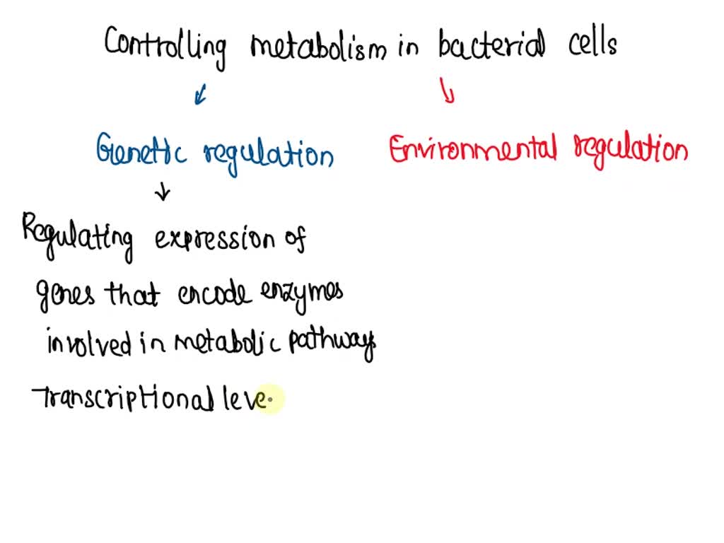 SOLVED: List and describe 3 ways that bacterial metabolism is different ...