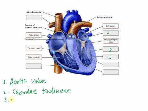 art labeling activity intermal anatomy of the heart heart wall and the ...
