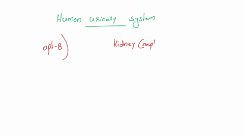Please select the correct anatomical order of the urinary system ...