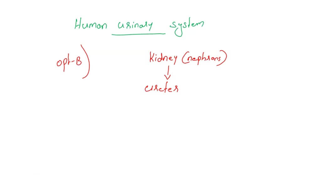 Solved Which Of The Following Lists The Correct Sequence Of Structures In The Human Urinary