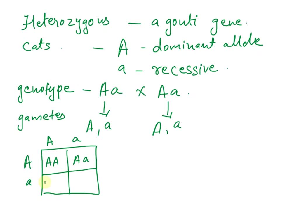 SOLVED: Using the blank Punnett square at right, write out the results ...