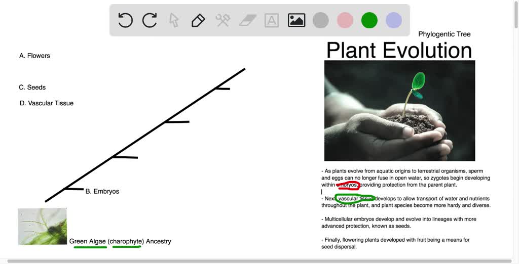 DRAW IT Use the letters a-d to label where on the phylogenetic tree ...