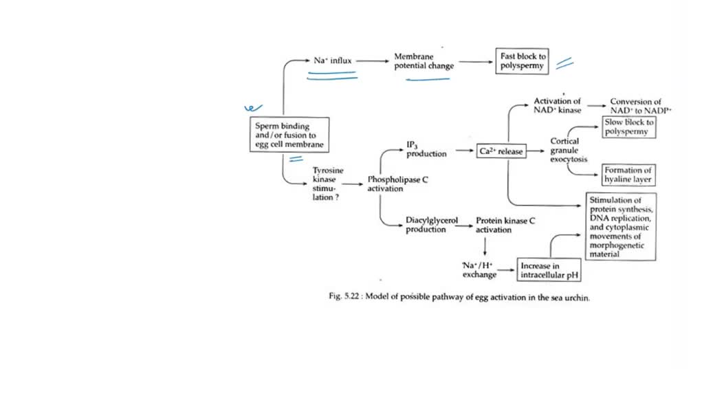 SOLVED: In the slow block to polyspermy, a sperm-independent calcium ...