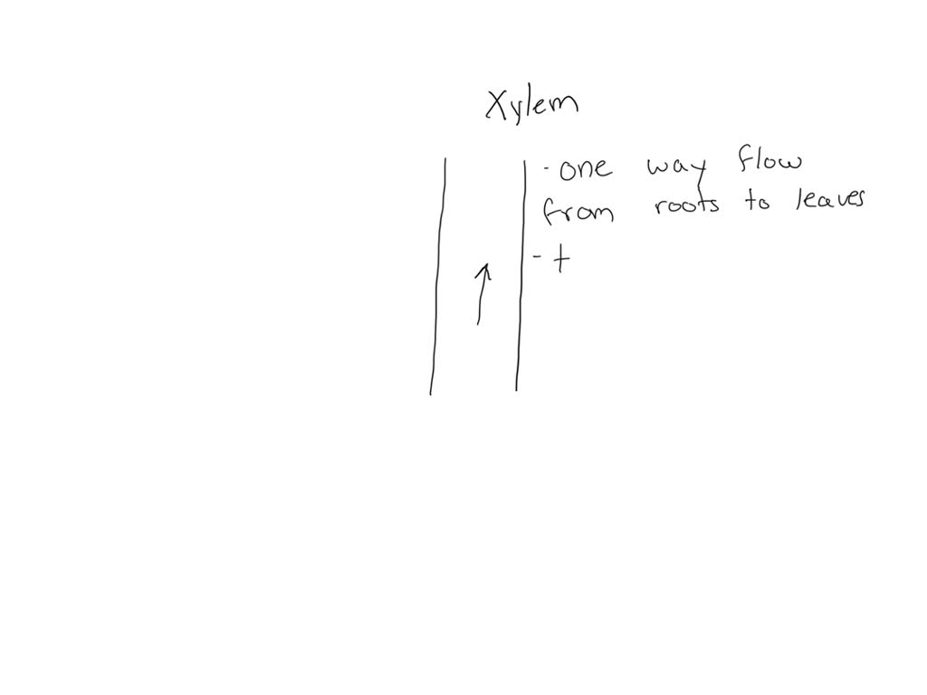 SOLVED: function of the xylem during photosynthesis