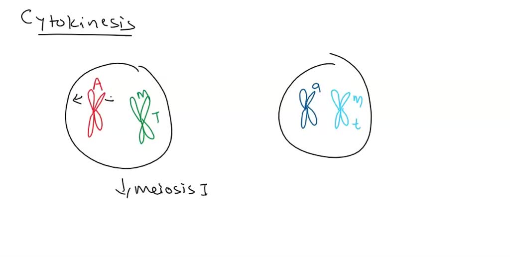 SOLVED: A. Meiosis |. Prophase Chromosomes Figure 11 Cells prepared for ...