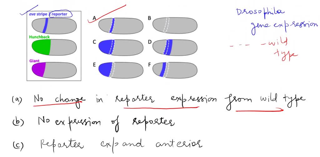 SOLVED:eve stripe 2 reporter A B Hunchback Giant In the early Drosophila embryo, the even ...