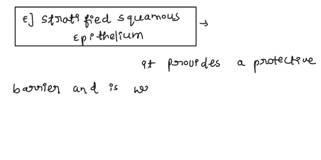 SOLVED: Simple squamous epithelium Stratified squamous keratinized ... SOLVED: Simple squamous epithelium Stratified squamous keratinized ...
