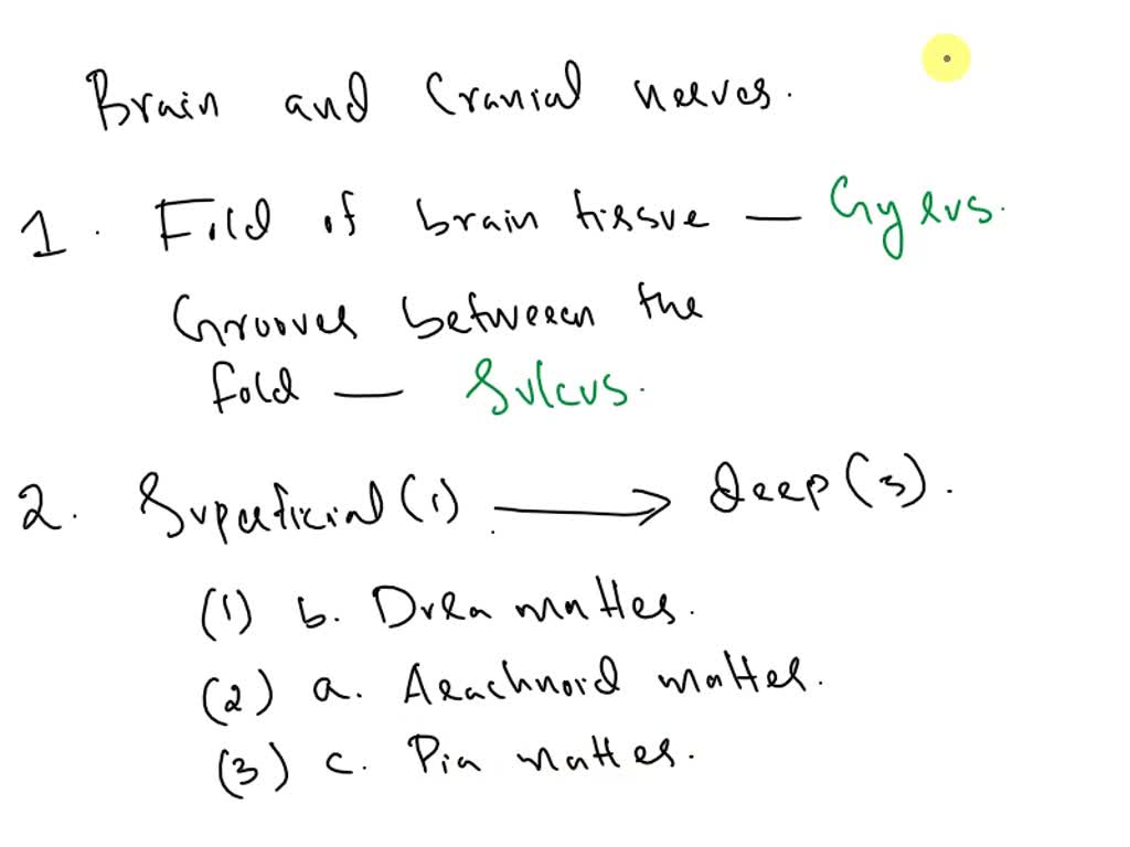 SOLVED: PRE-LAB Column B a. cerebral hemispheres b. diencephalon c ...