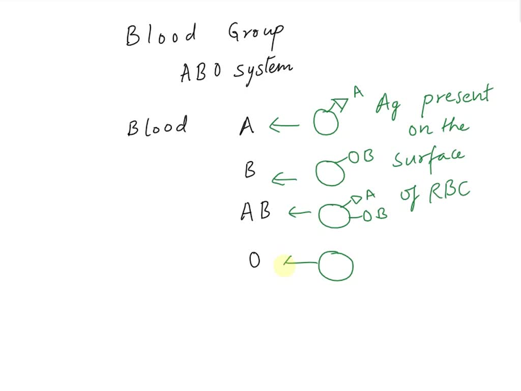 SOLVED: The letters for blood types represent different shapes of red ...