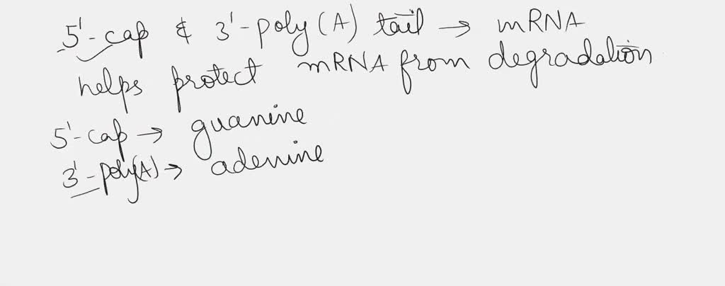 SOLVED: Addition of the 5'-CAP and 3'-polyA tail to mRNAs is important ...