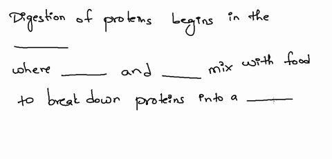 The process of chemically digesting protein begins primarily...