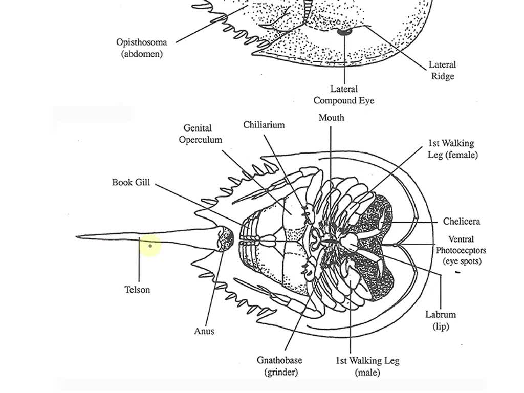 SOLVED: Drawing Qne: Complete drawing of the external anatomy of ...