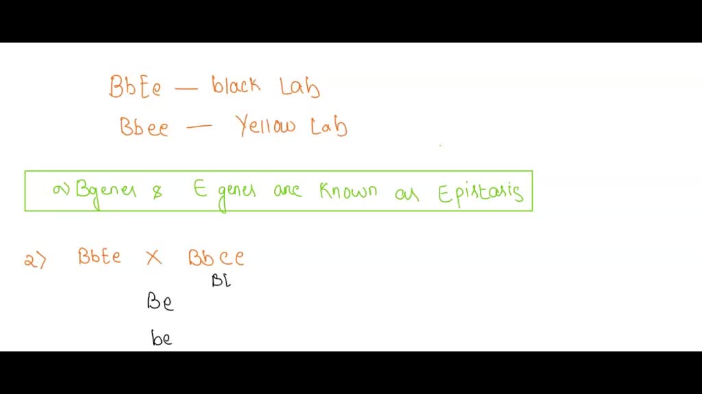 SOLVED: A black Labrador of genotype BbEe is crossed with a yellow lab ...