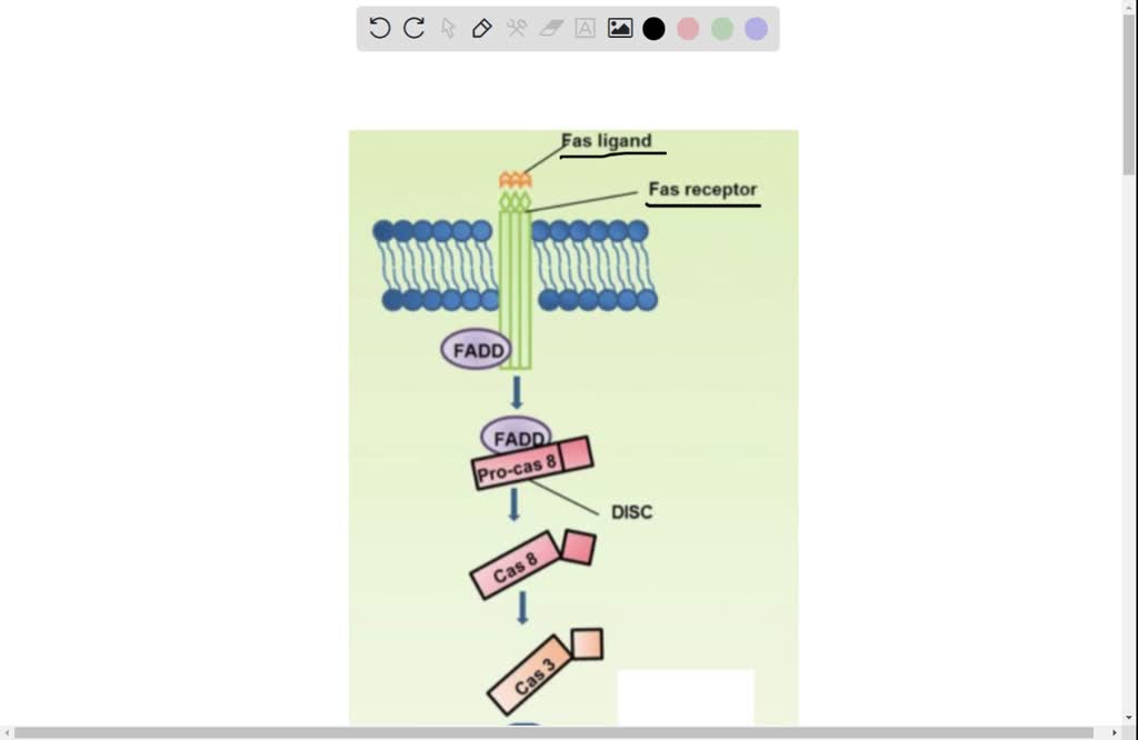 SOLVED: DRAW IT Draw the following apoptotic pathway, which operates in ...