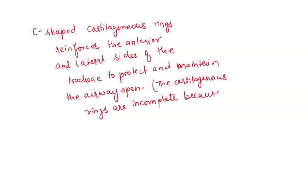 SOLVED: A cross-section of the trachea reveals that C-shaped cartilage ...
