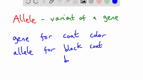 What is an allele? | Numerade