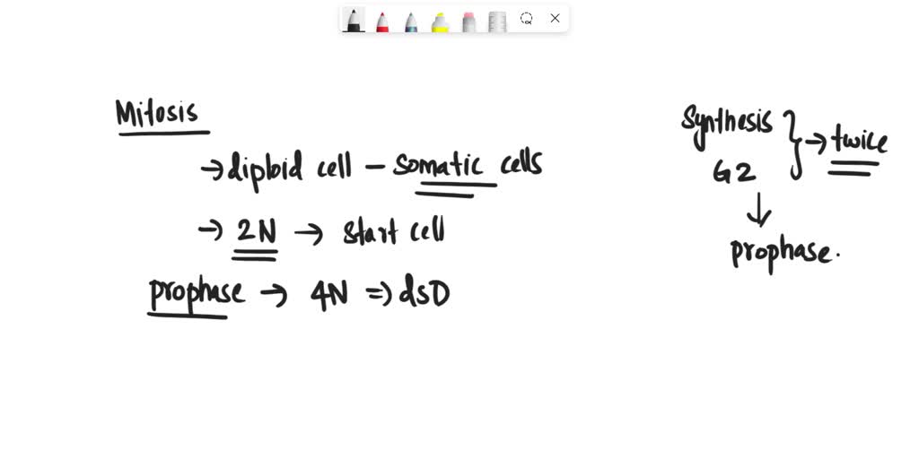 SOLVED: During mitosis prophase how many double stranded DNA molecules ...