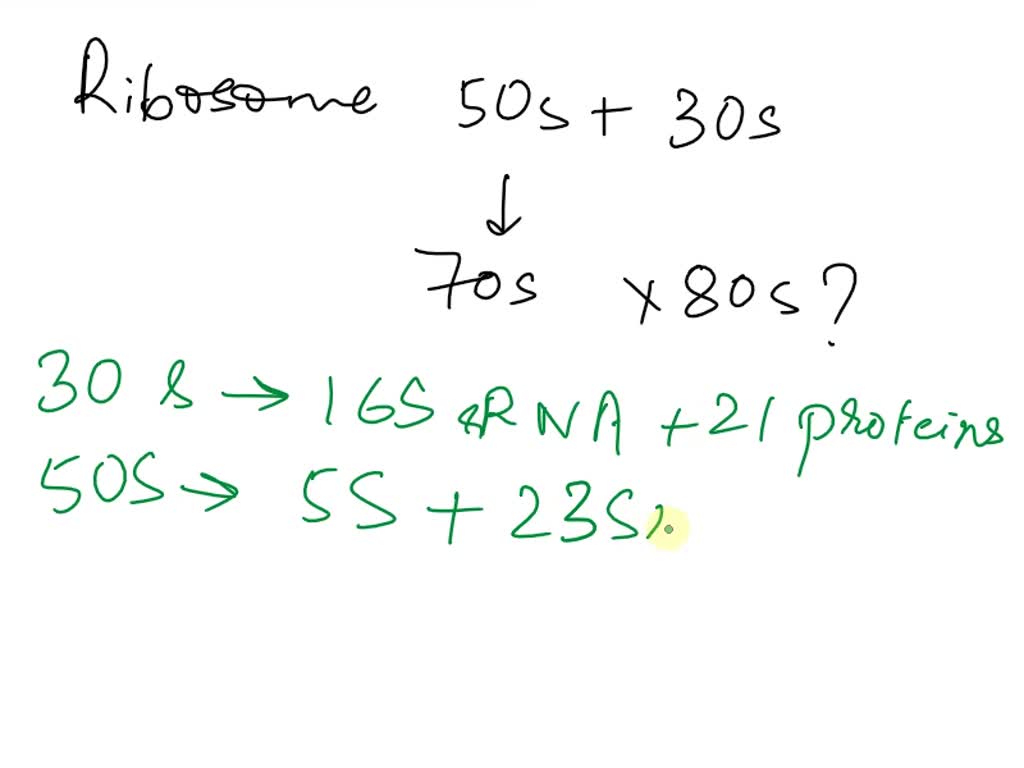 SOLVED: why 50s and 30s make up 70s and not 80s kind of ribosome