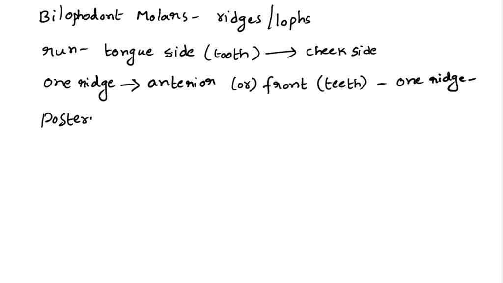 SOLVED: Bilophodont Molars Bilophodont molars are molars that possess ...