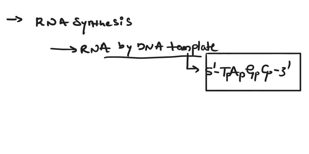 SOLVED: What is the answer for During RNA synthesis, the DNA template sequence 5'-TpApGpCp-3 ...