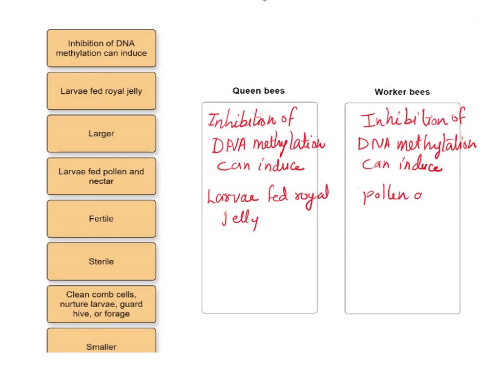 SOLVED: Categorize each characteristic of queen or worker bees ... SOLVED: Categorize each characteristic of queen or worker bees ...