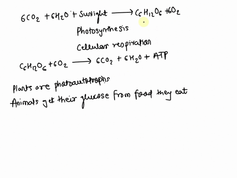 Chemical Equation For Photosynthesis And Cellular Respiration
