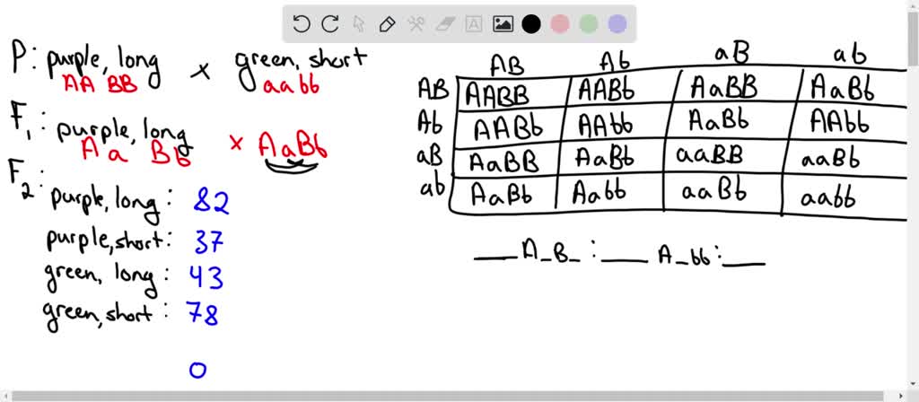 SOLVED: Normal leg size, characteristic of Kerry-type cattle, is ...