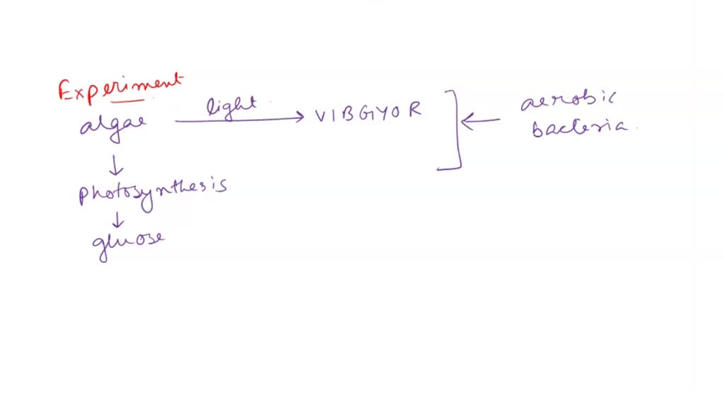 SOLVED: Theodor W. Engelmann illuminated a filament of algae with light ...