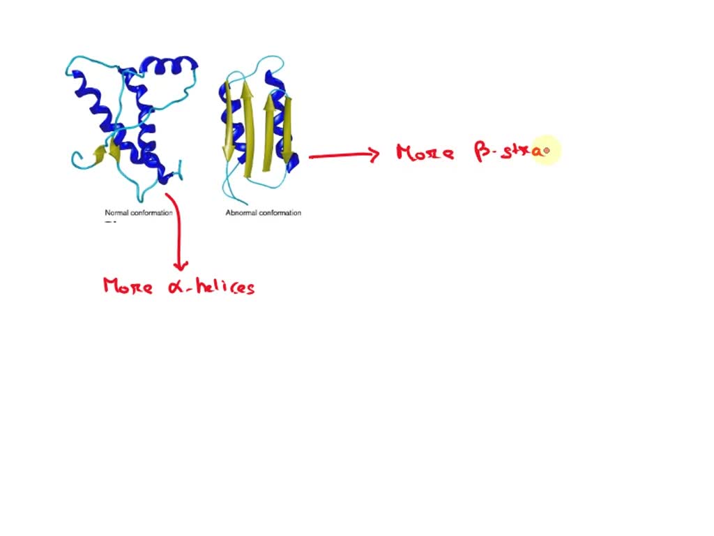 SOLVED: BSE prions are proteins that can cause other proteins to change ...