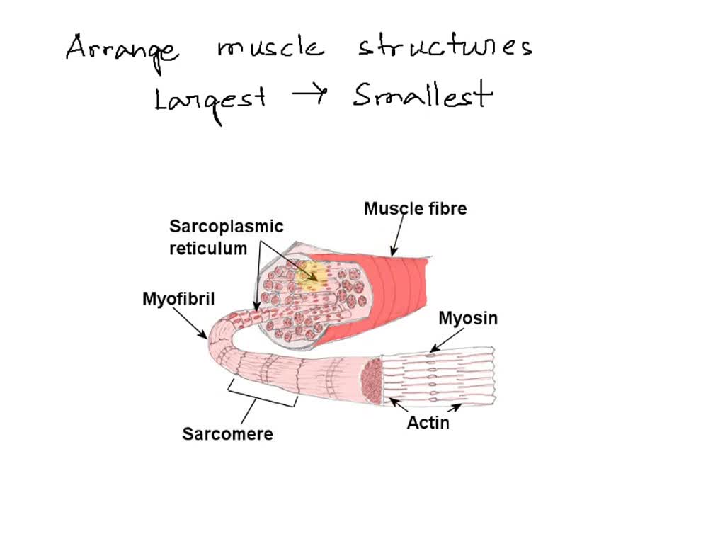 Solved Which Of The Following Options Lists Muscle Structures In The Correct Order From Largest