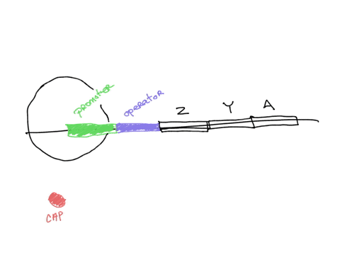 A mutation in the operator site of an operon prevents a...