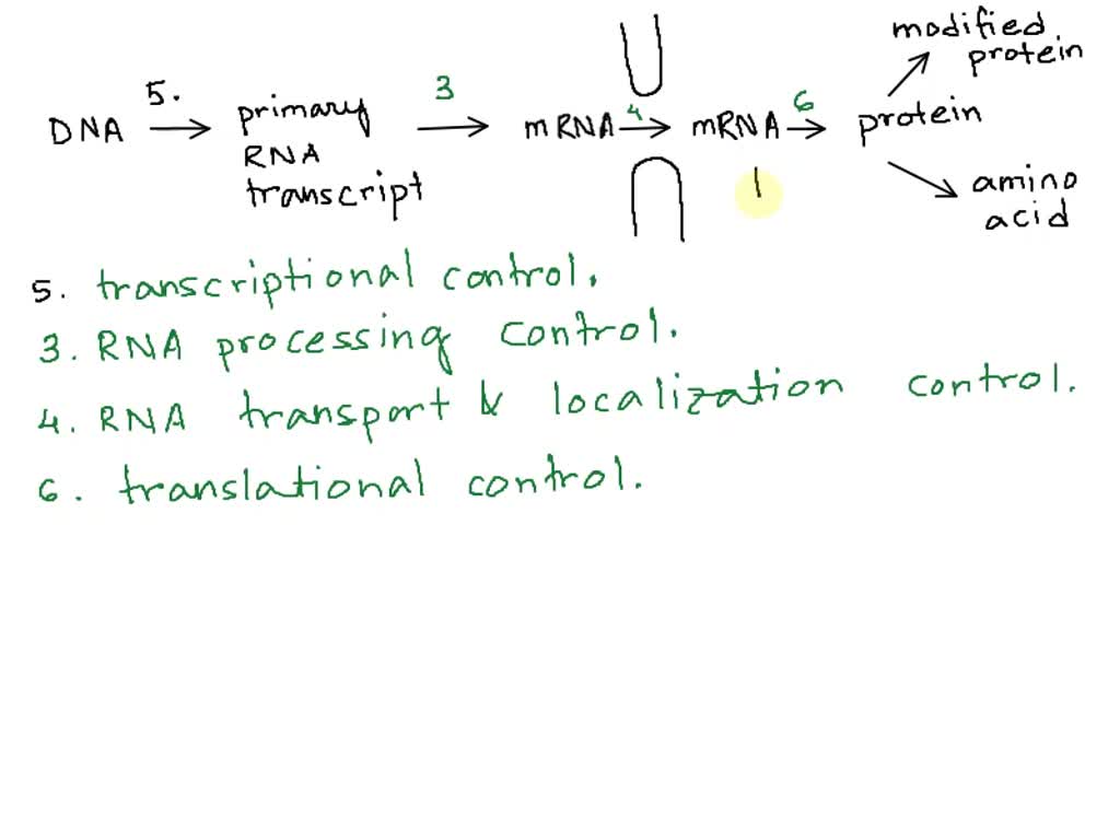 Solved [8] In Principle A Eukaryotic Cell Can Regulate Gene