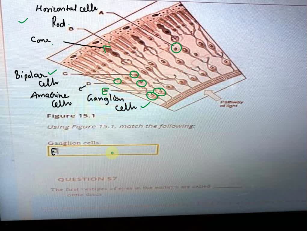 SOLVED: Pathway of Light Figure 15.1 Using Figure 15.1, match the ...