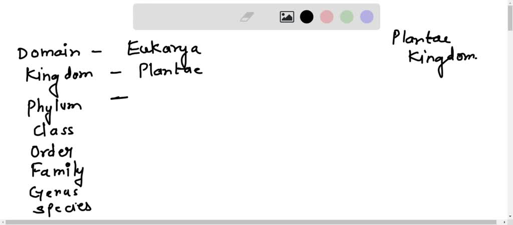 SOLVED: The categories of Animalia, Fungi and Plantae belong to which ...