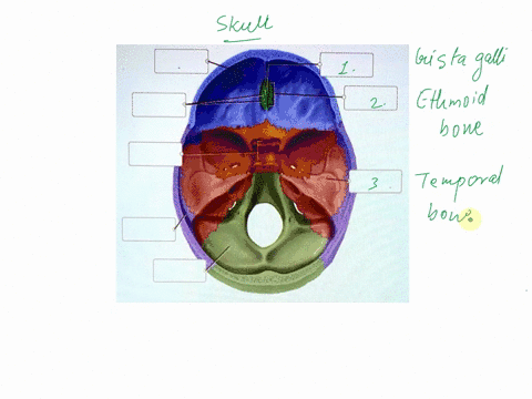 anterior skeletal worksheet on the anterior skeletal worksheet label ...
