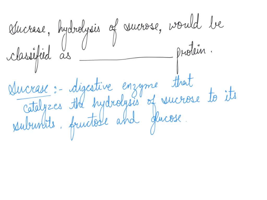 SOLVED: Sucrase; the protein that facilitates the hydrolysis of sucrose ...