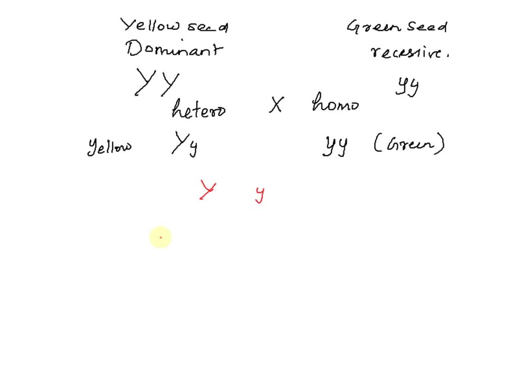 Solved Draw A Punnett Square That Shows Epistasis That Depicts A 1234 Ratio Of Orange To
