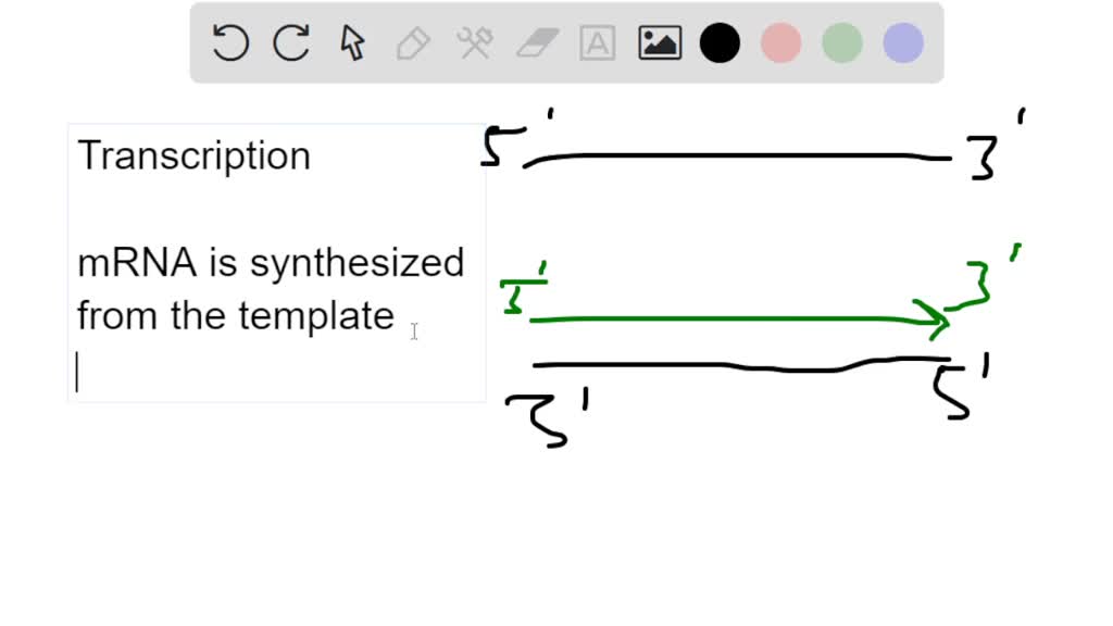 SOLVED: Choosing the correct DNA strand, transcribe the sequence into ...