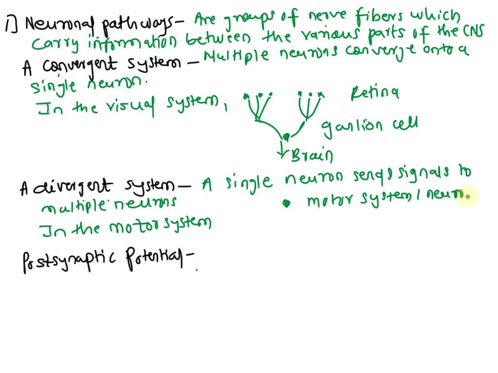 SOLVED: I) Describe neuronal pathways. Be able to draw a convergent ...