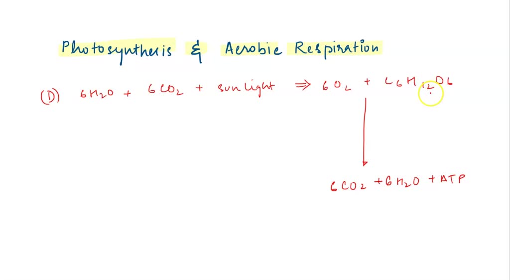 SOLVED: The model illustrates the relationship between photosynthesis ...