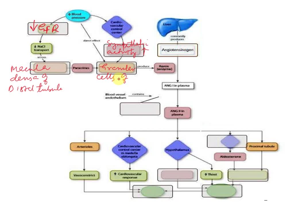 Drag the labels onto the diagram to identify steps in response to low ...