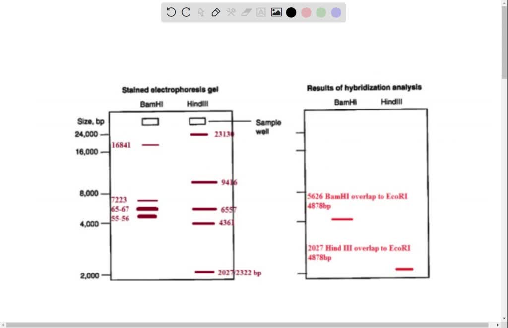SOLVED: Shown below are restriction maps for bacteriophage lambda, showing the BamHI, HindIII ...