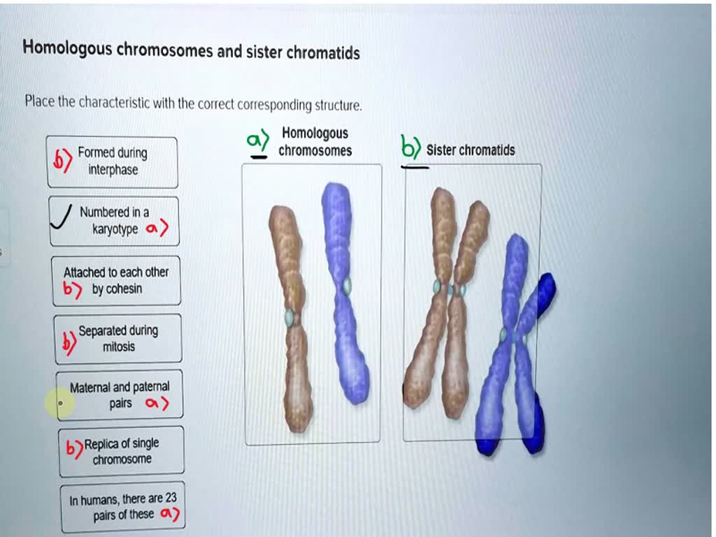 SOLVED: Homologous chromosomes and sister chromatids Place the ...