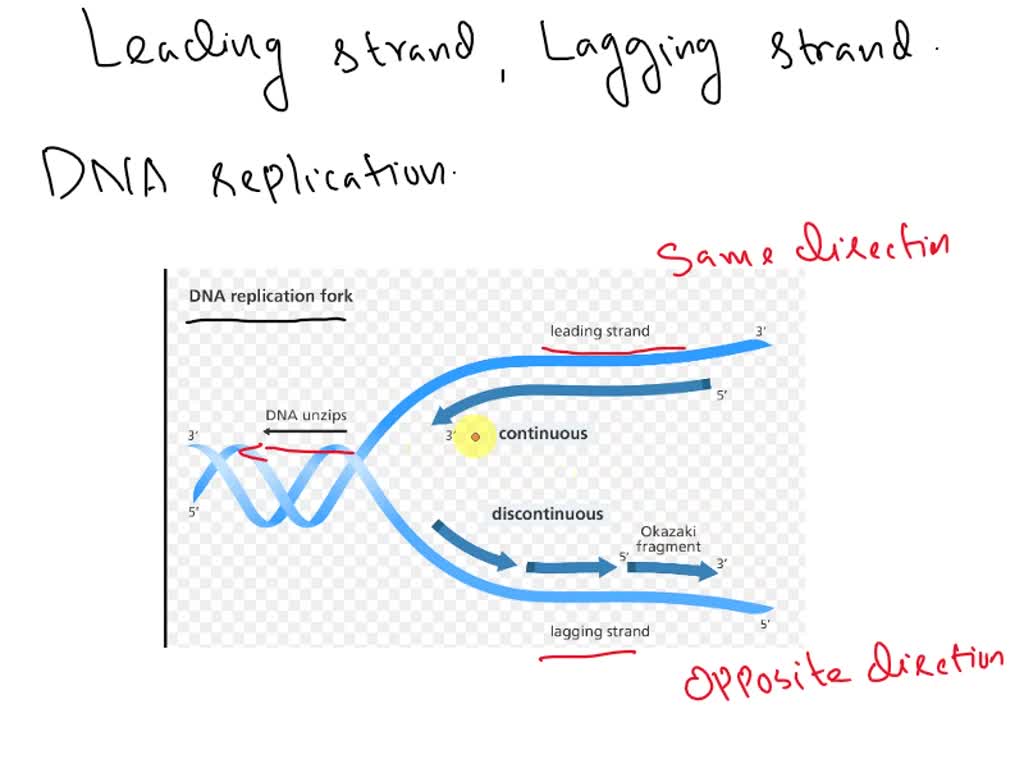 SOLVED: Question 8 (1 point) The leading and the lagging strands differ ...