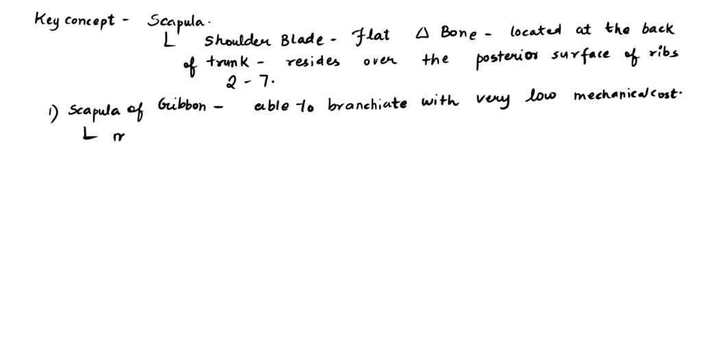 SOLVED: Exit Gibbon Baboon The position of the scapula differs between ...