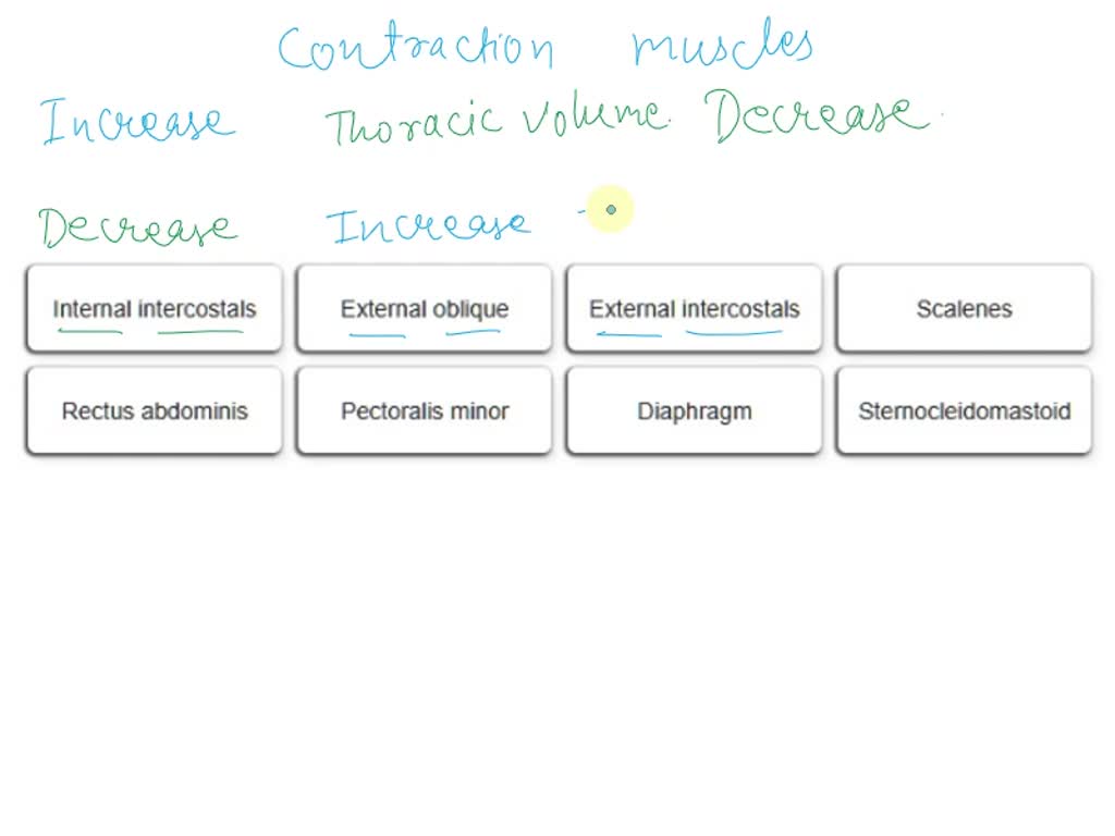 SOLVED: Roles of Various Respiratory Muscles Indicate whether contraction of each of the ...