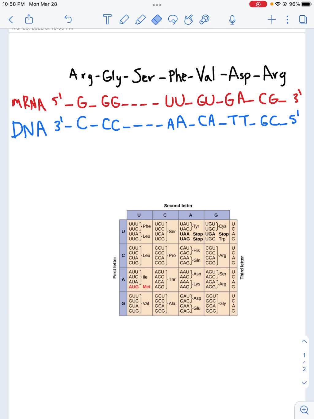 SOLVED: A segment of a polypeptide chain is Arg-Gly-Ser-Phe-Val-Asp-Arg. If it is encoded by the ...