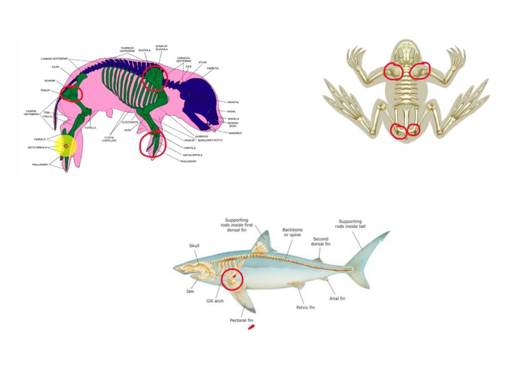 Explain two differences between the thoracic vertebrae and ribs in the ...