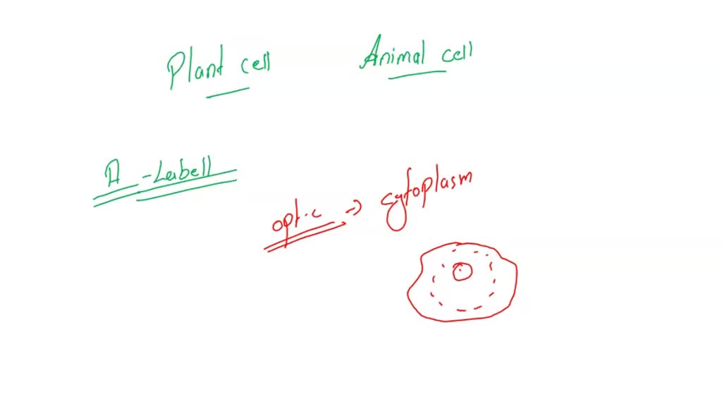 SOLVED: 'The diagrams below represent two cells. Letter A represents a ...