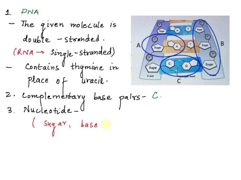 SOLVED: Question 3 The diagram shows part of DNA mo ecullo (i) What is ...